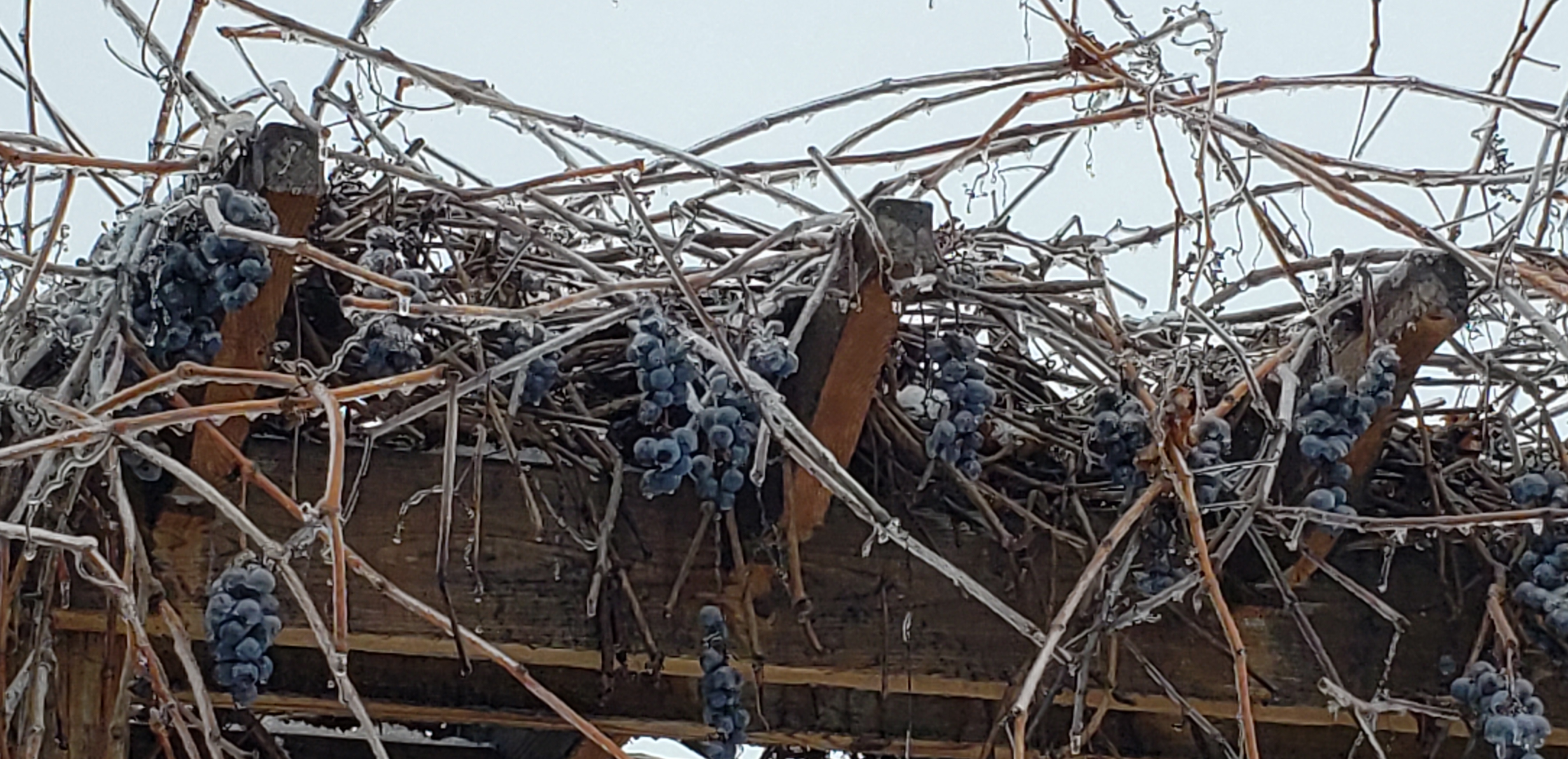 Les relents de l’été – Denis Morin