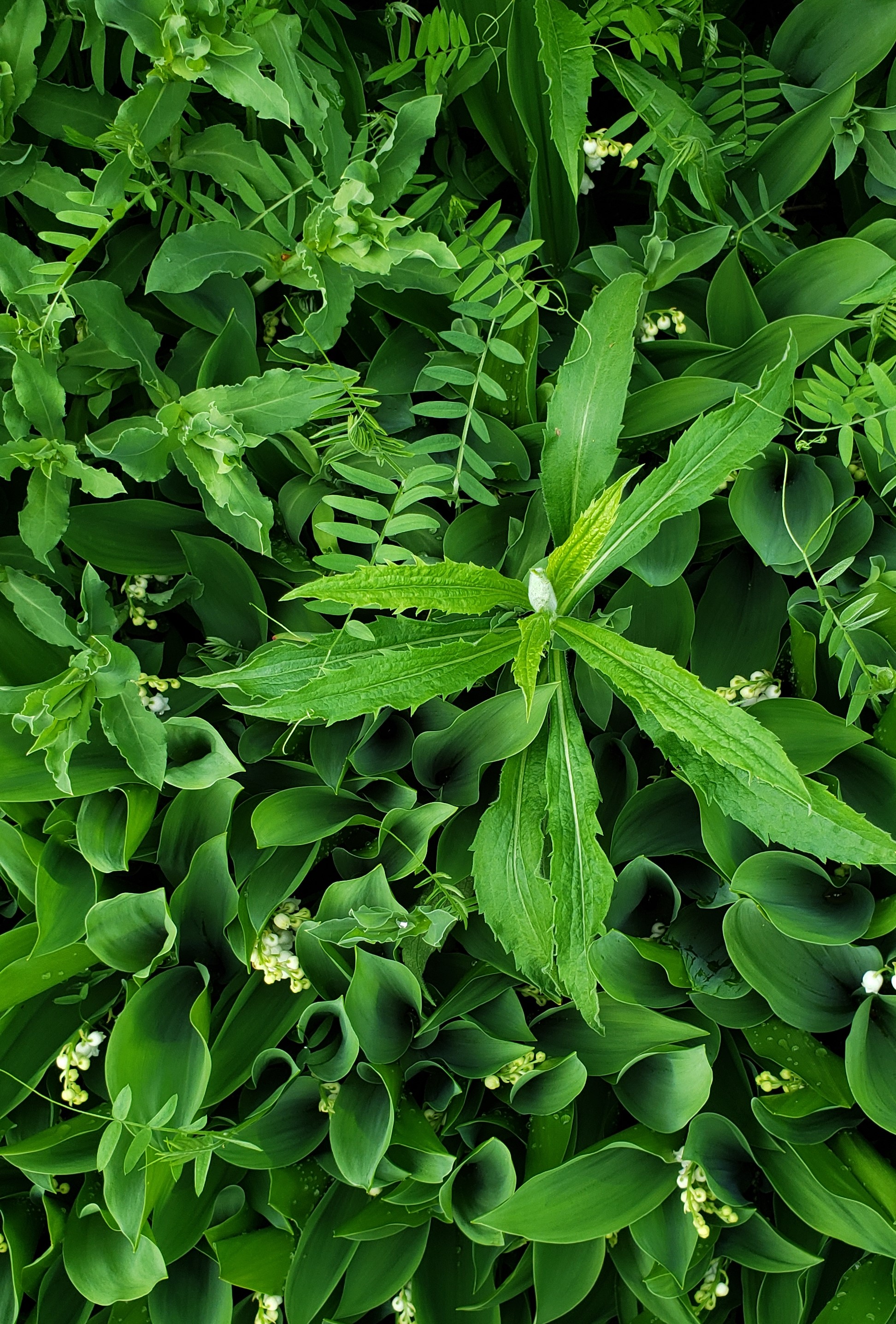 À l’oeil du monde – Denis Morin